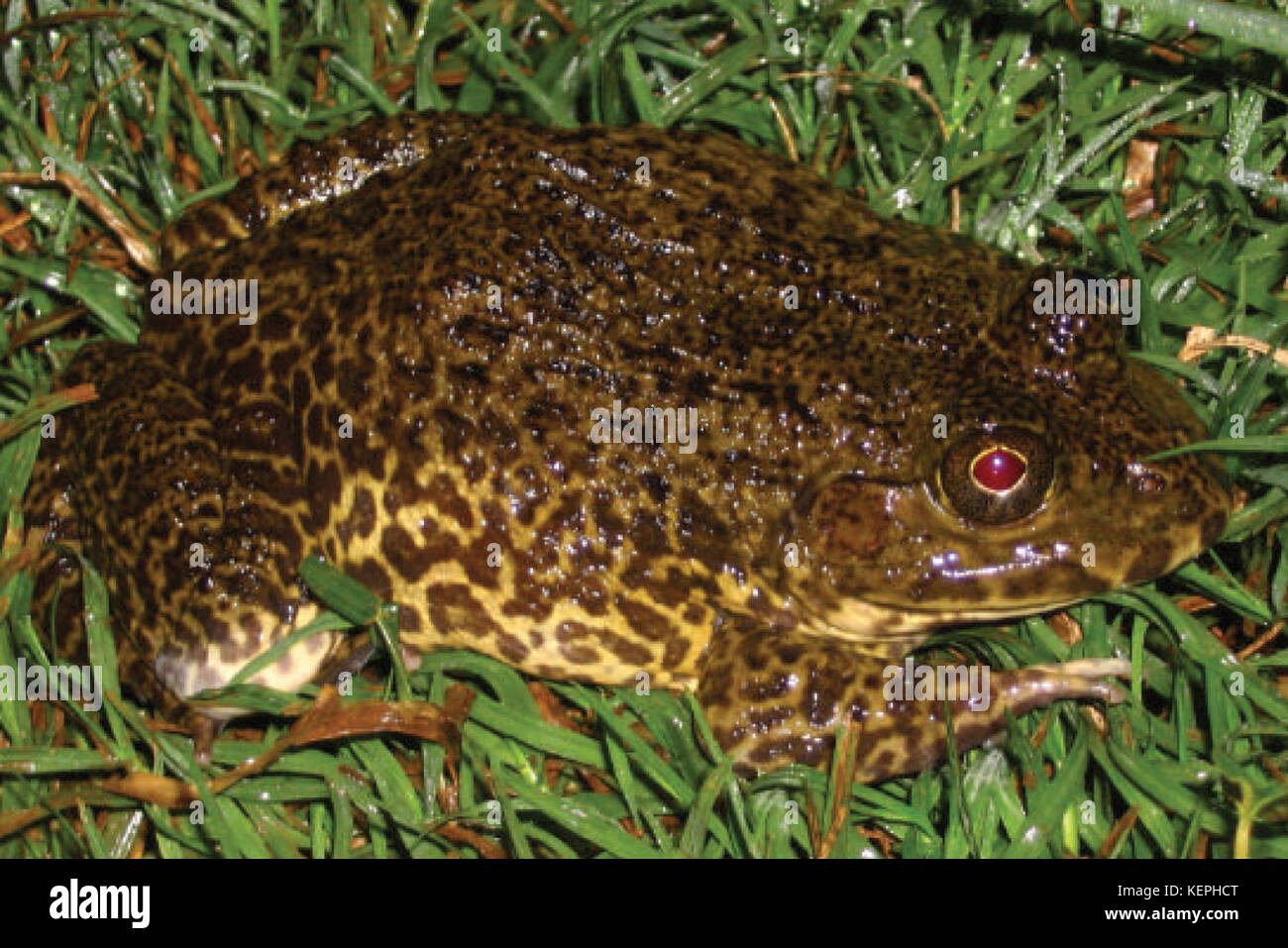 Rugulosus hi-res stock photography and images - Alamy