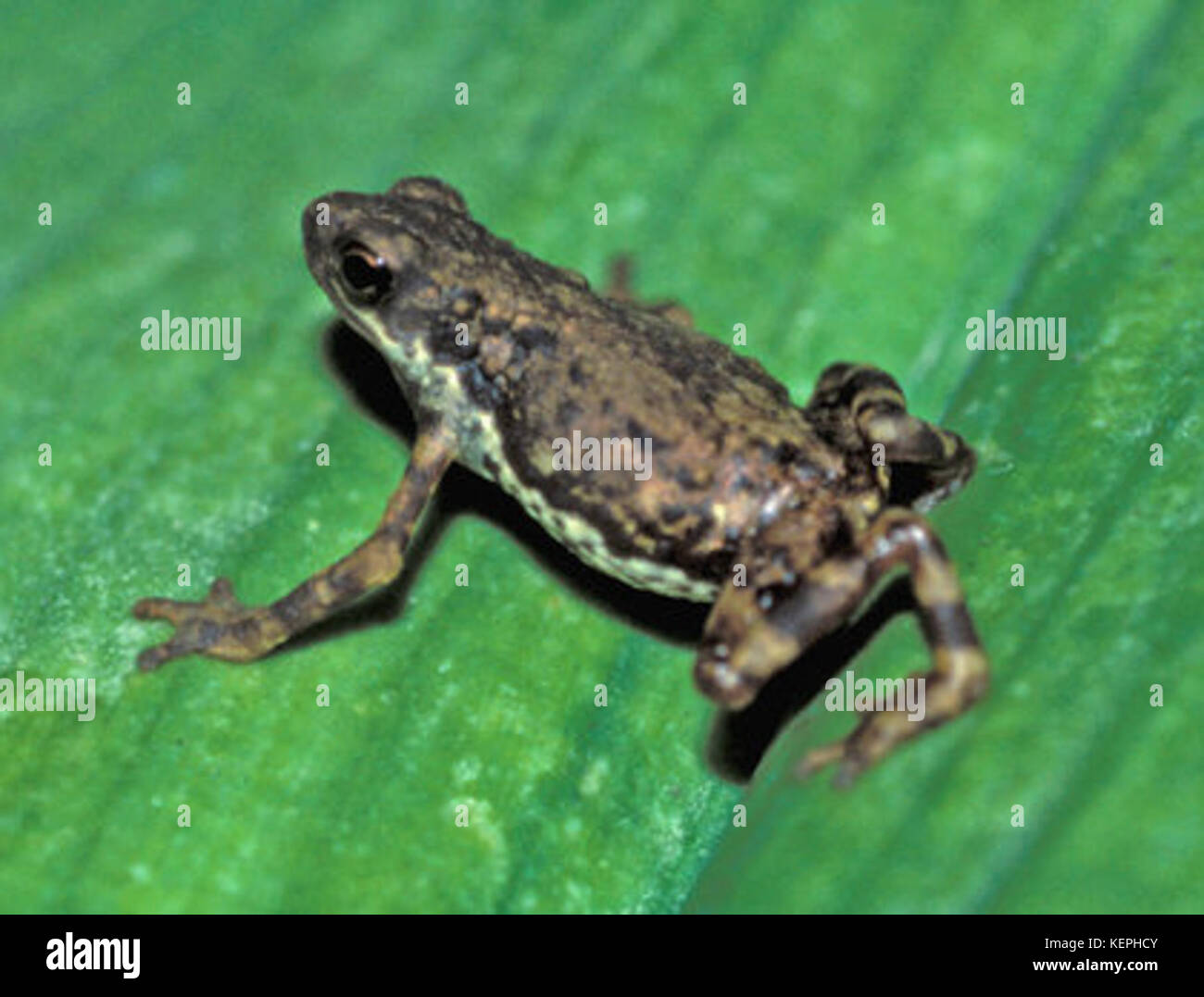 Pelophryne hi-res stock photography and images - Alamy