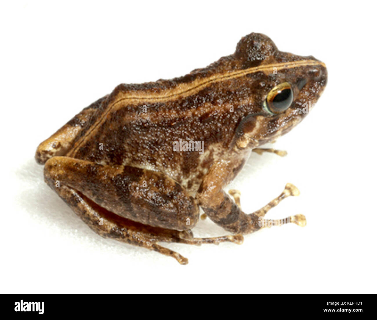 Platymantis guentheri 2 Stock Photo - Alamy