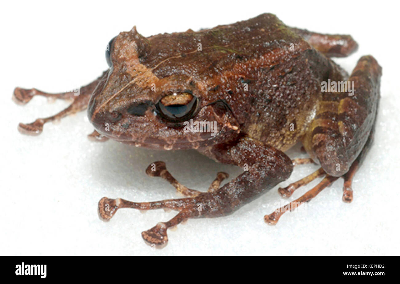 Rabori hi-res stock photography and images - Alamy