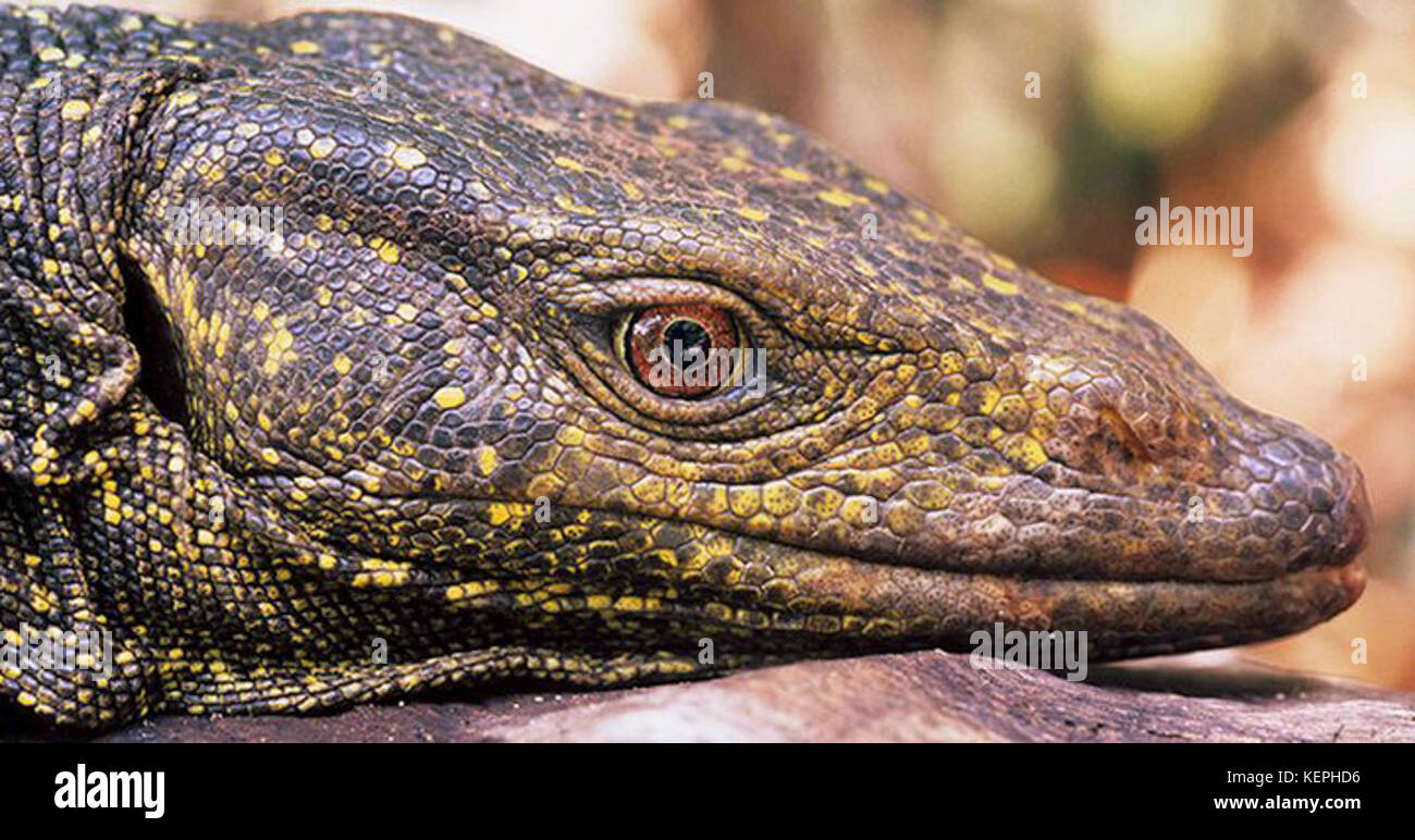 Varanus bitatawa head Stock Photo - Alamy