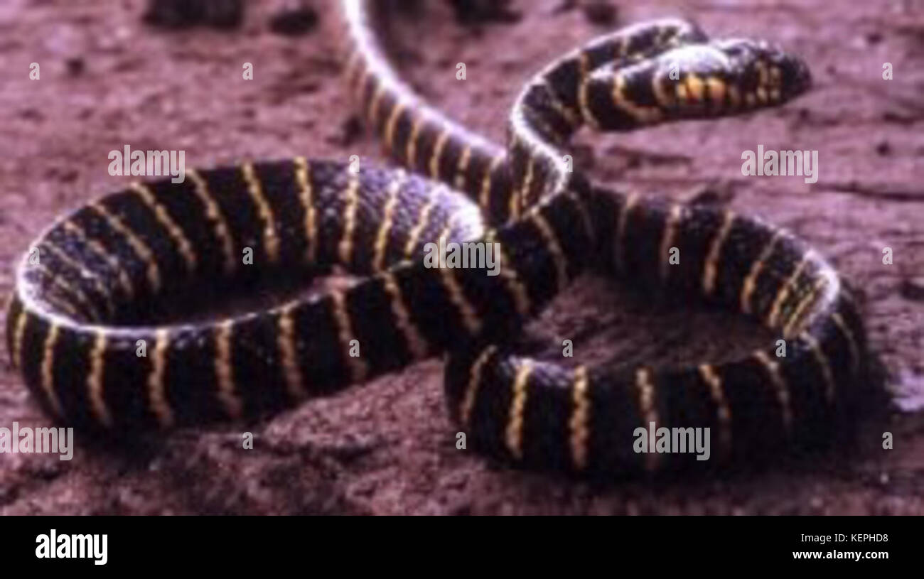 Boiga dendrophila divergens hi-res stock photography and images - Alamy