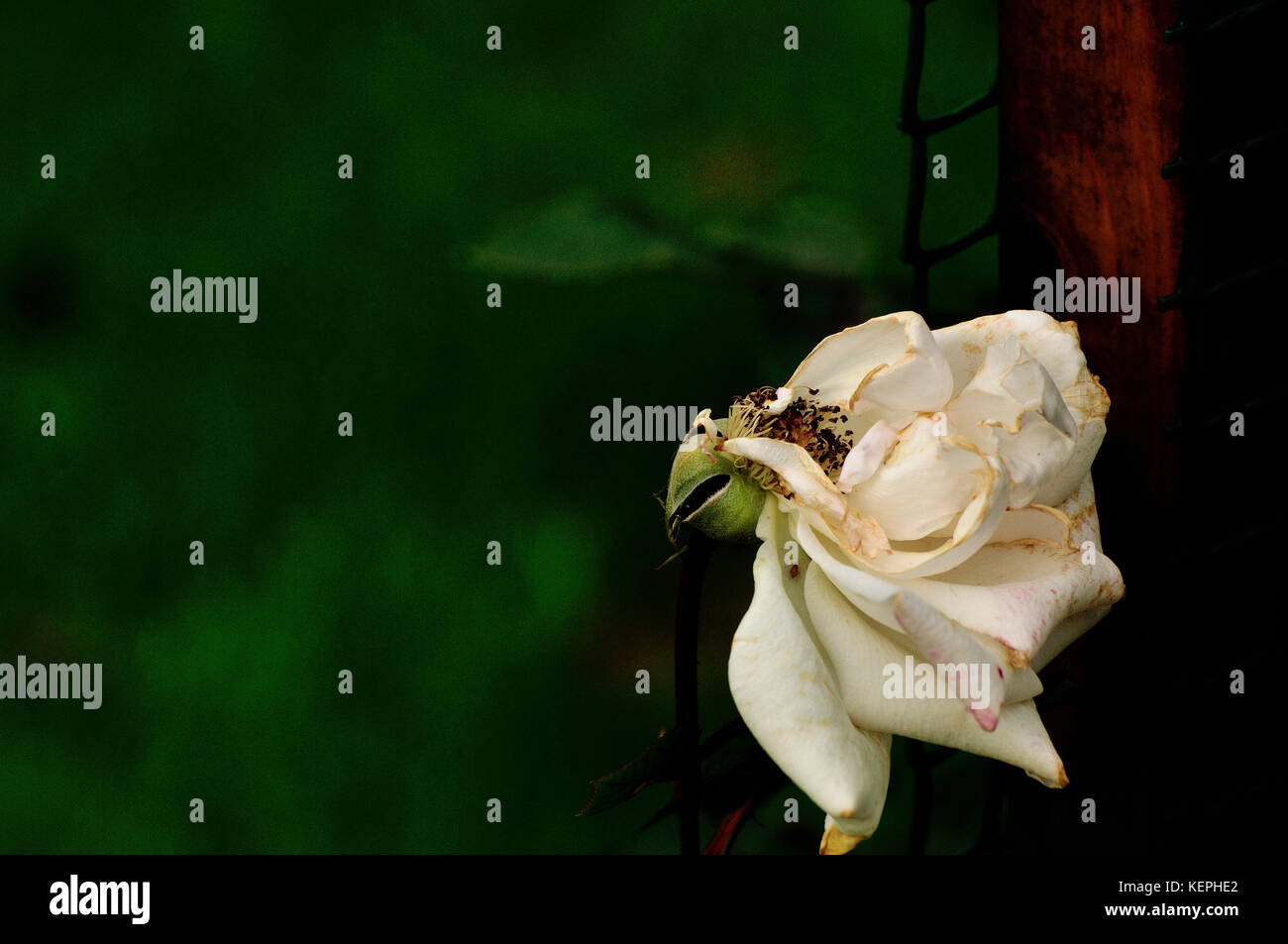 Dying rose hi-res stock photography and images - Alamy