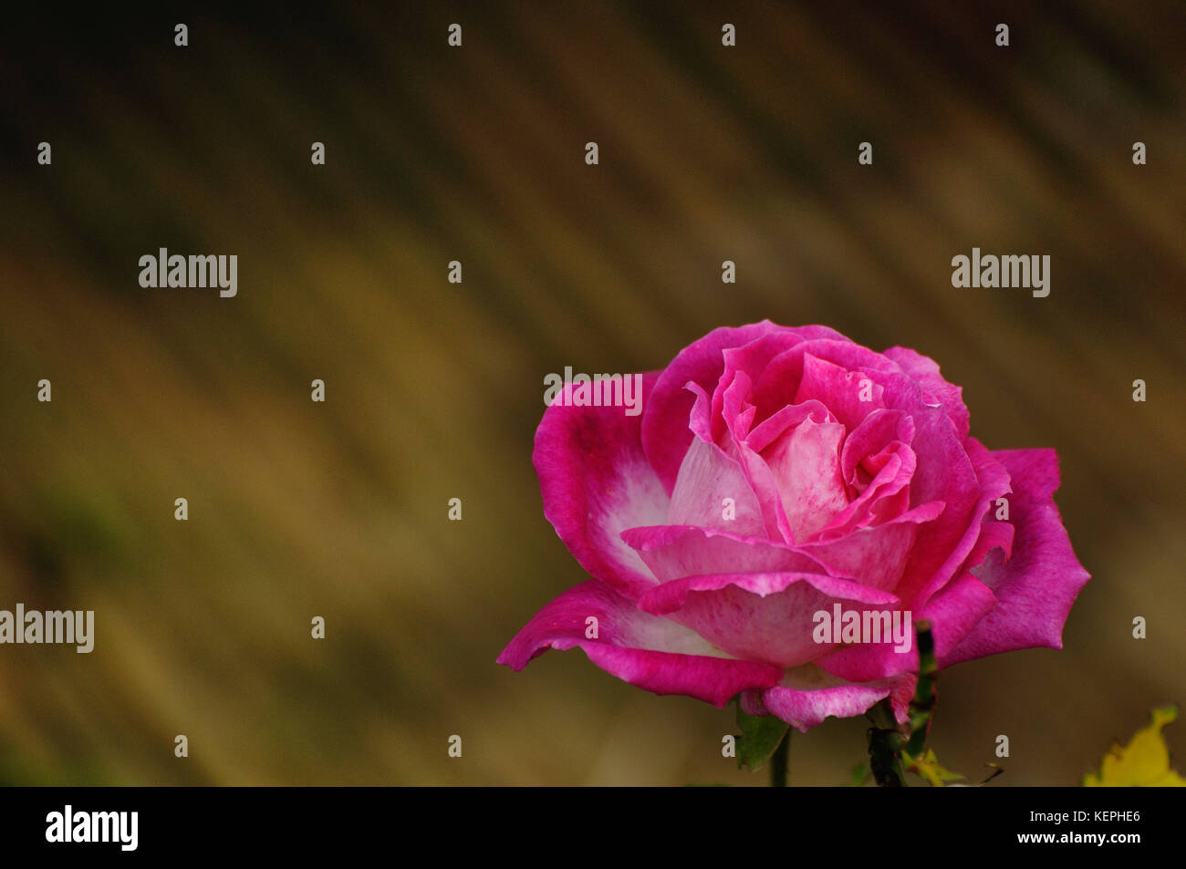 open rose flower head in pink Stock Photo - Alamy