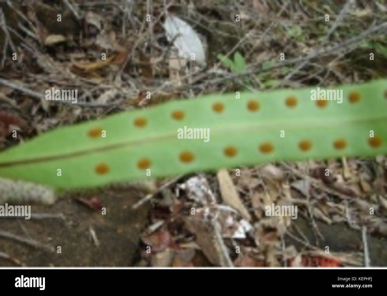 Lecanopteris sinuosa 2 Stock Photo - Alamy