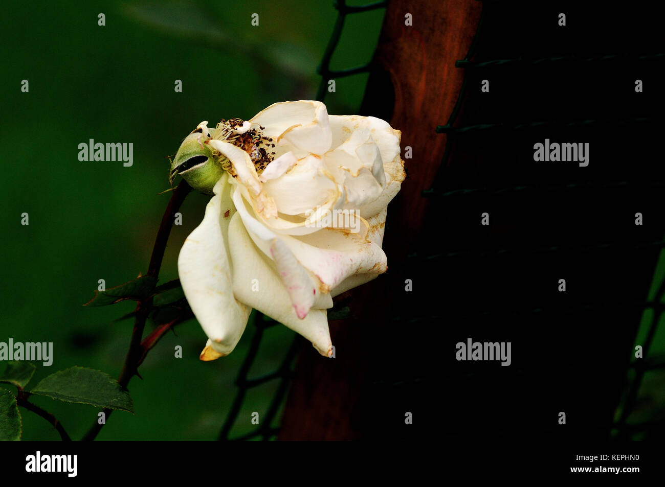 Dying Rose High Resolution Stock Photography and Images - Alamy