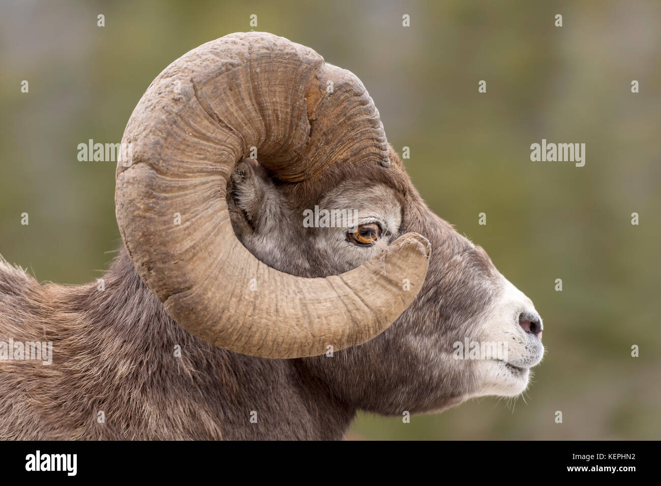 Big Horn Sheep profile Stock Photo - Alamy