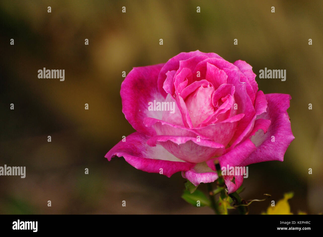 open rose flower head in pink Stock Photo - Alamy