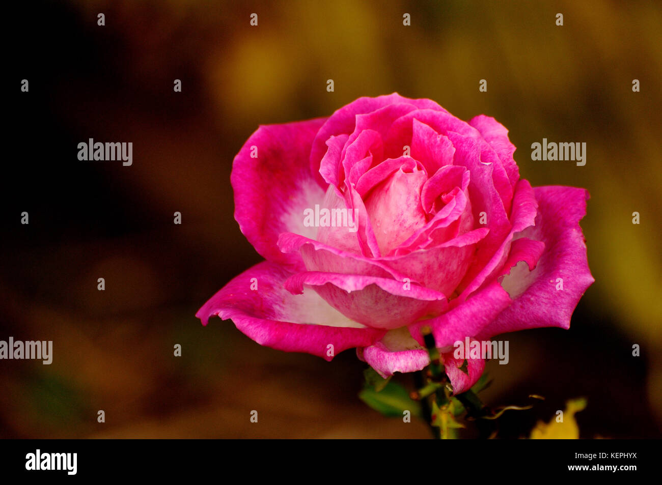 Simple open flower hi-res stock photography and images - Alamy