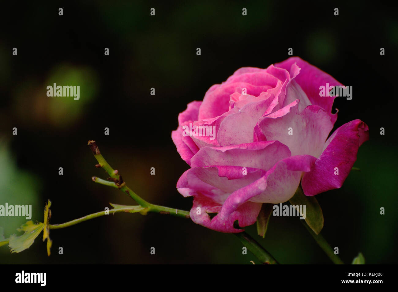 open rose flower head in pink Stock Photo - Alamy