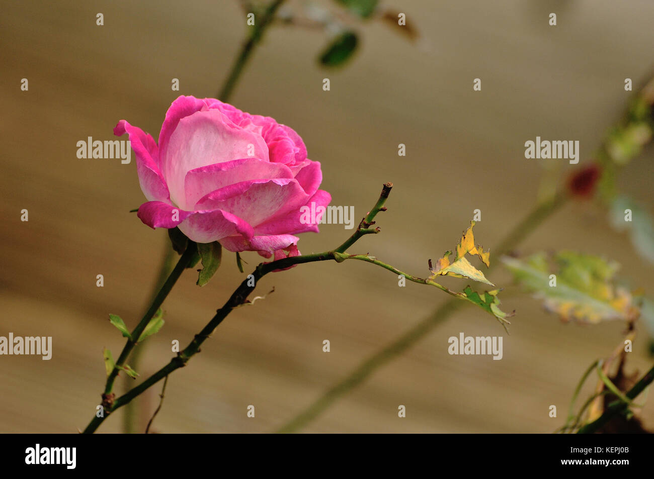 open rose flower head in pink Stock Photo - Alamy