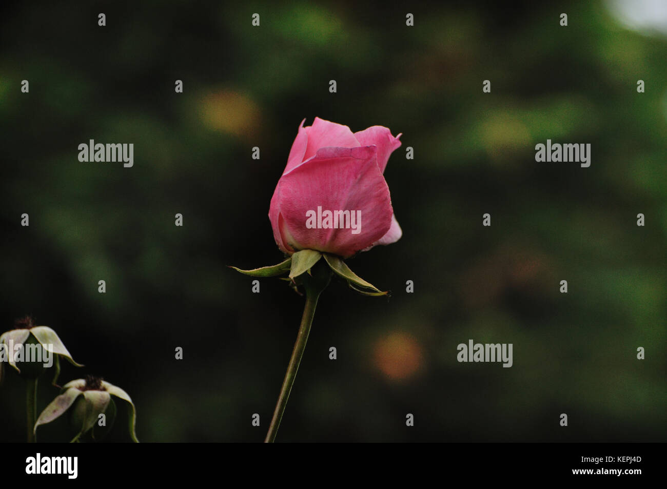 single pink rose bud Stock Photo - Alamy