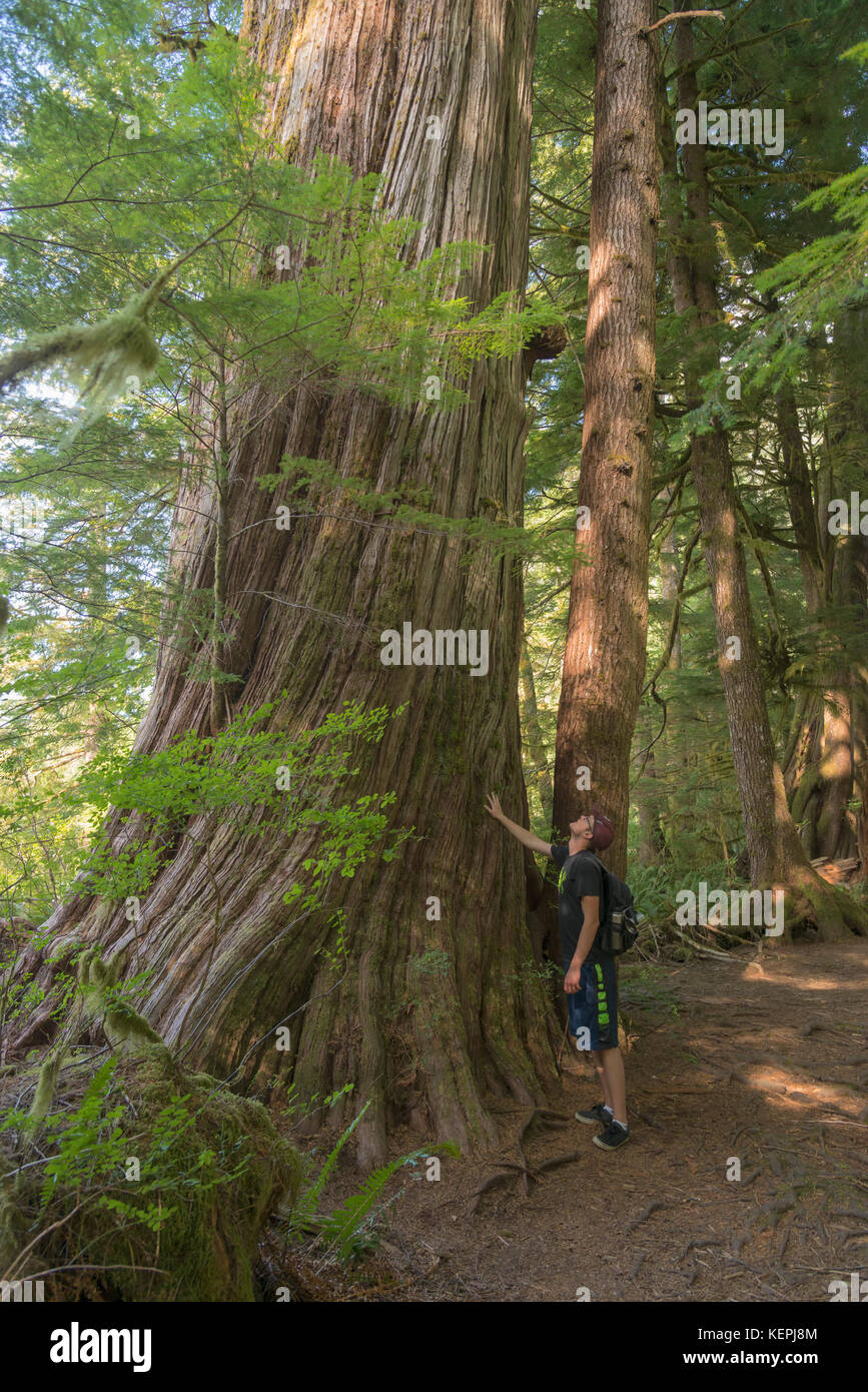 Male tree hi-res stock photography and images - Alamy