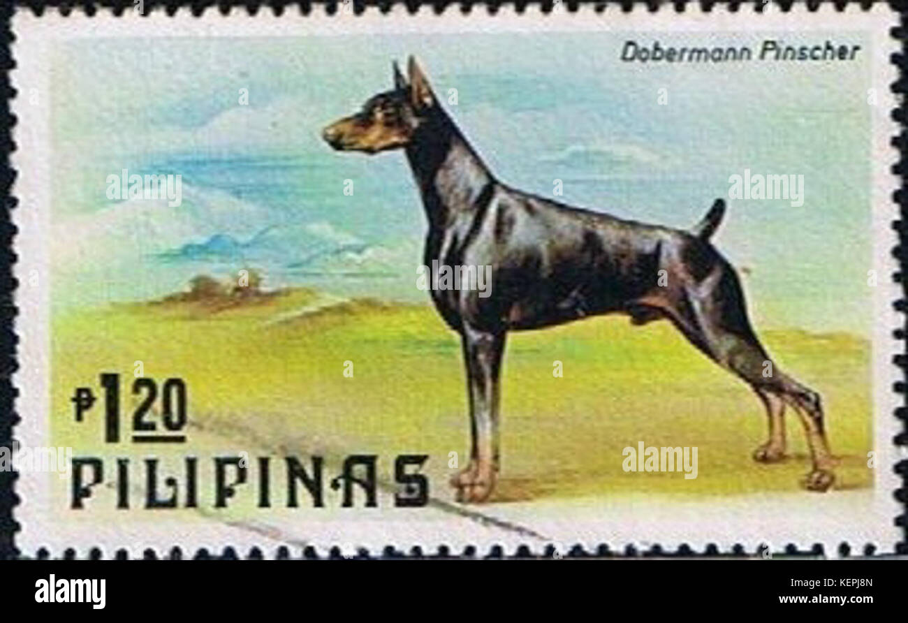 Doberman Pinscher Canis lupus familiaris Philippines 1979 Stock Photo ...