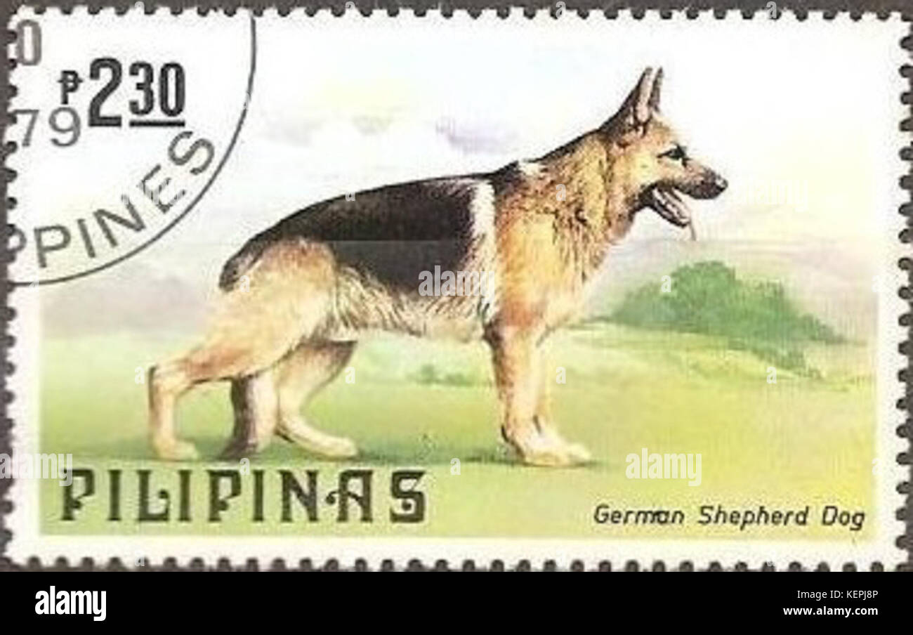 German Shepherd Canis lupus familiaris Philippines 1979 Stock Photo - Alamy