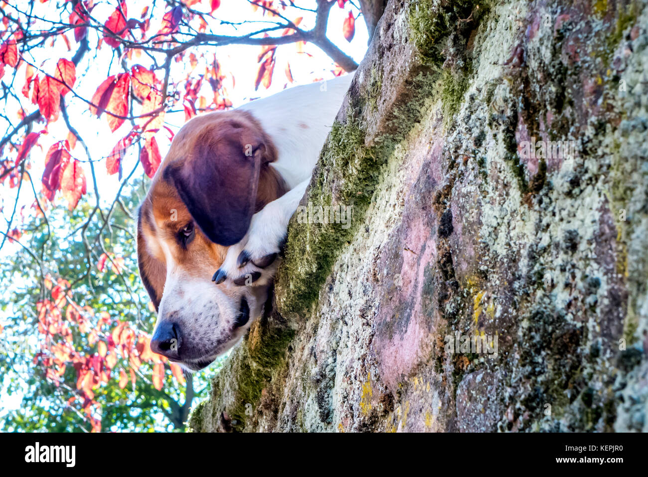 A dog looking over a wall in Riquewihr, Alsace in France Stock Photo ...