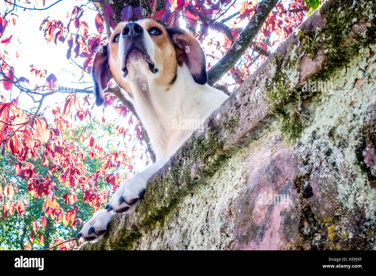 A dog looking over a wall in Riquewihr, Alsace in France Stock Photo ...