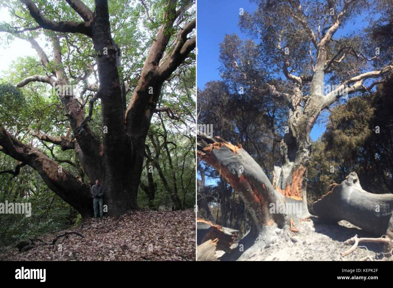 Largest madrone burned Stock Photo - Alamy