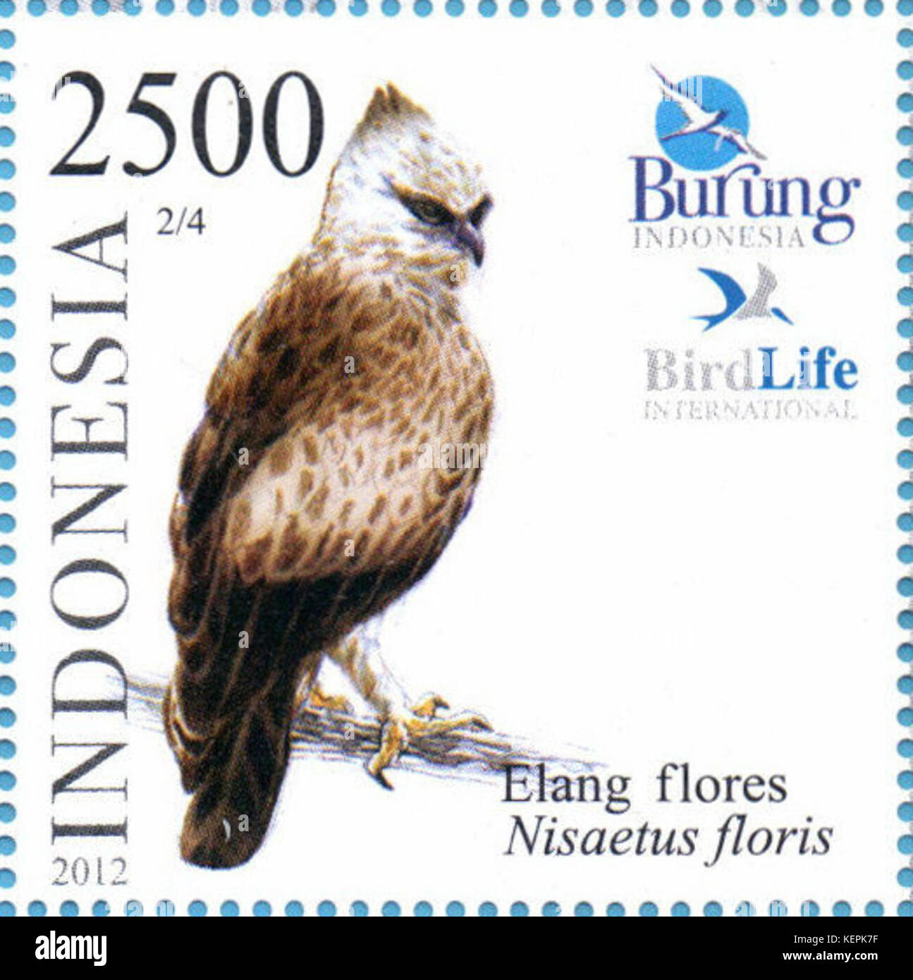 Indonesian birdwatching hi-res stock photography and images - Alamy