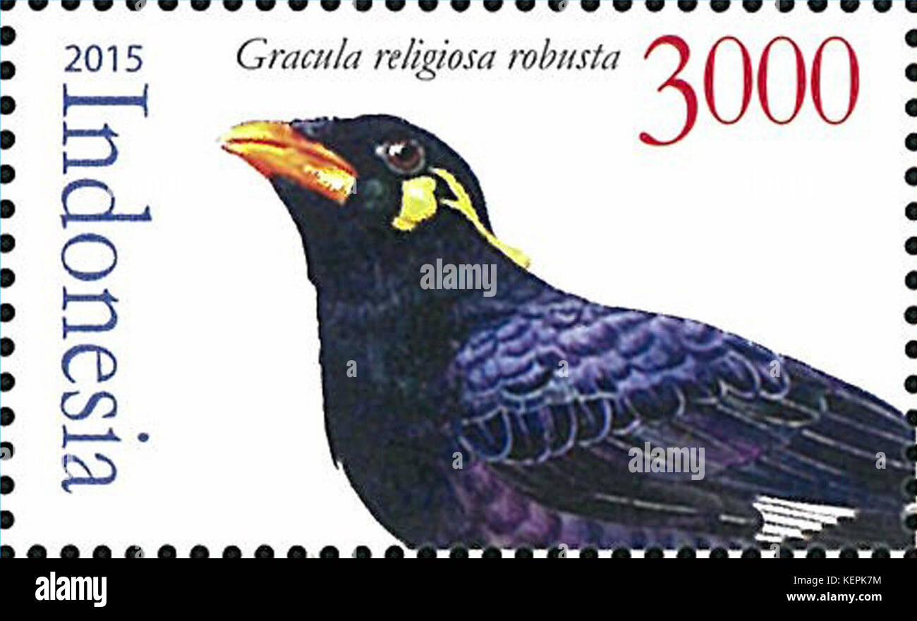 Gracula robusta hi-res stock photography and images - Alamy