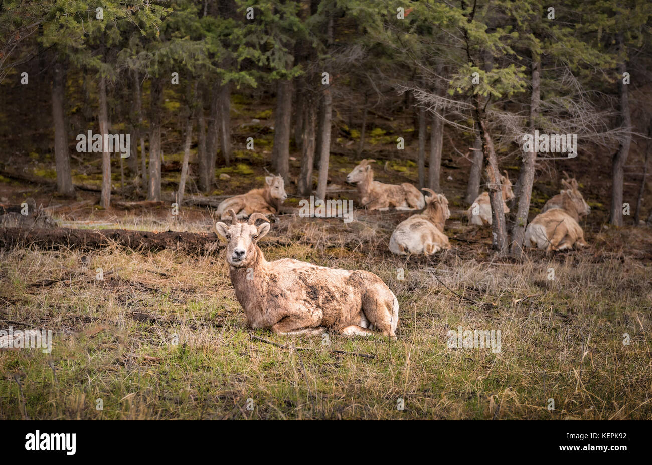 Group of Canadian Baby Mountain Goats Stock Photo - Alamy