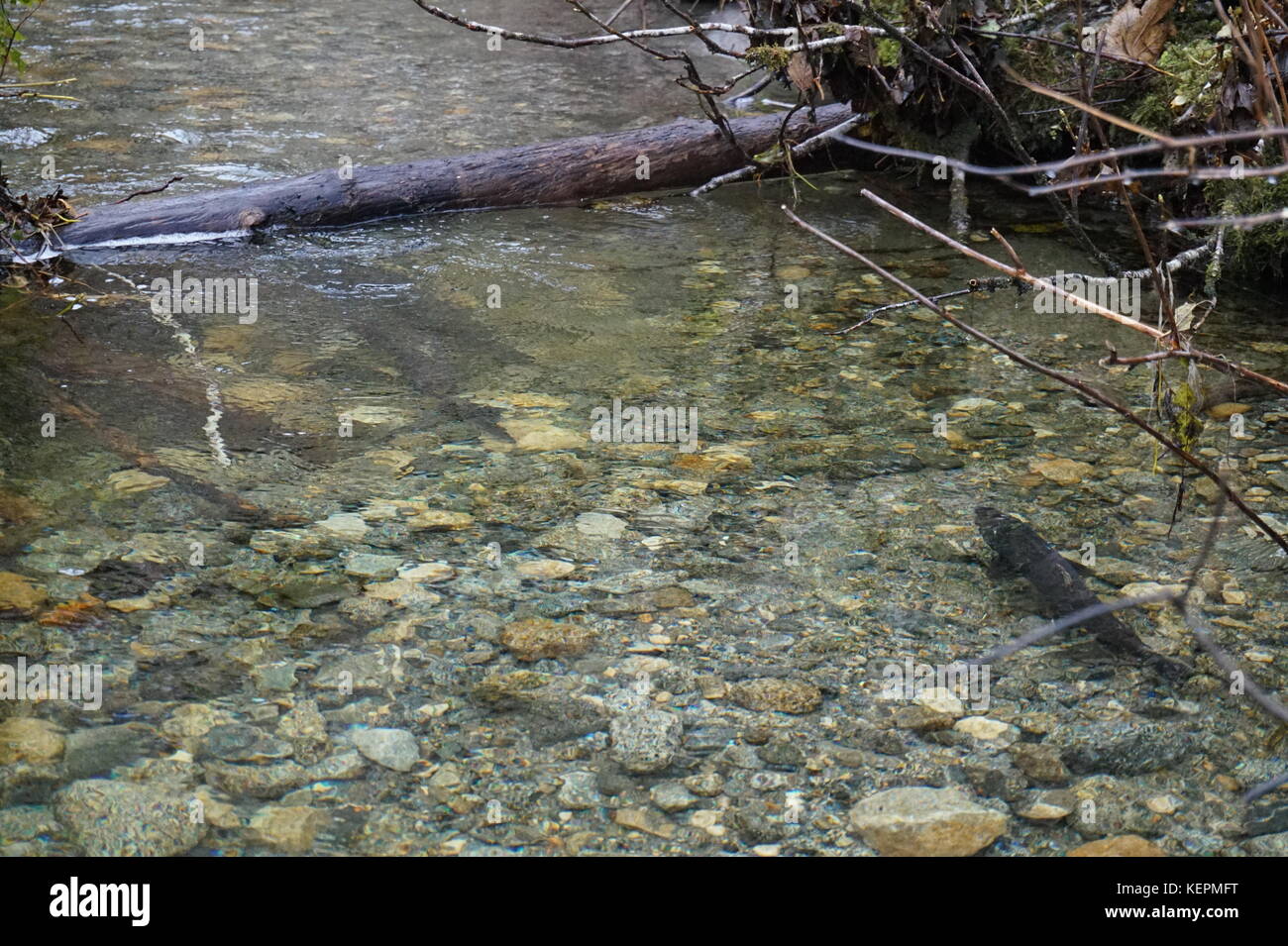 Spawning gravel hi-res stock photography and images - Alamy