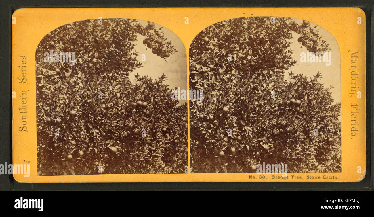 Orange tree, Stowe Estate, from Robert N. Dennis collection of ...