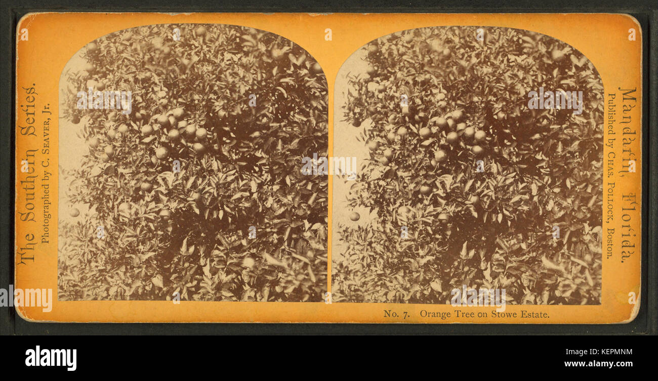 Orange tree on Stowe Estate, from Robert N. Dennis collection of ...