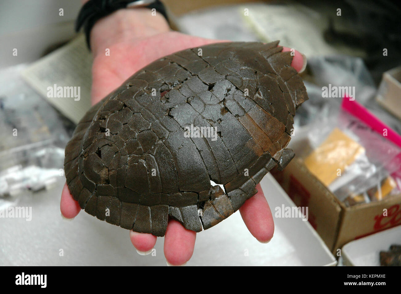 Painted turtle fossil Stock Photo - Alamy