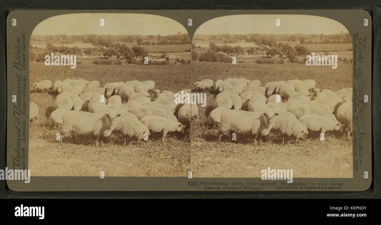 Prize winning sheep hi-res stock photography and images - Alamy