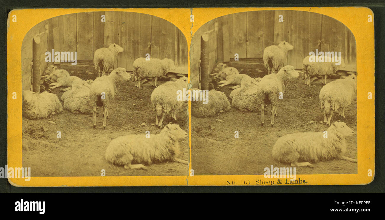 5 lambs hi-res stock photography and images - Alamy