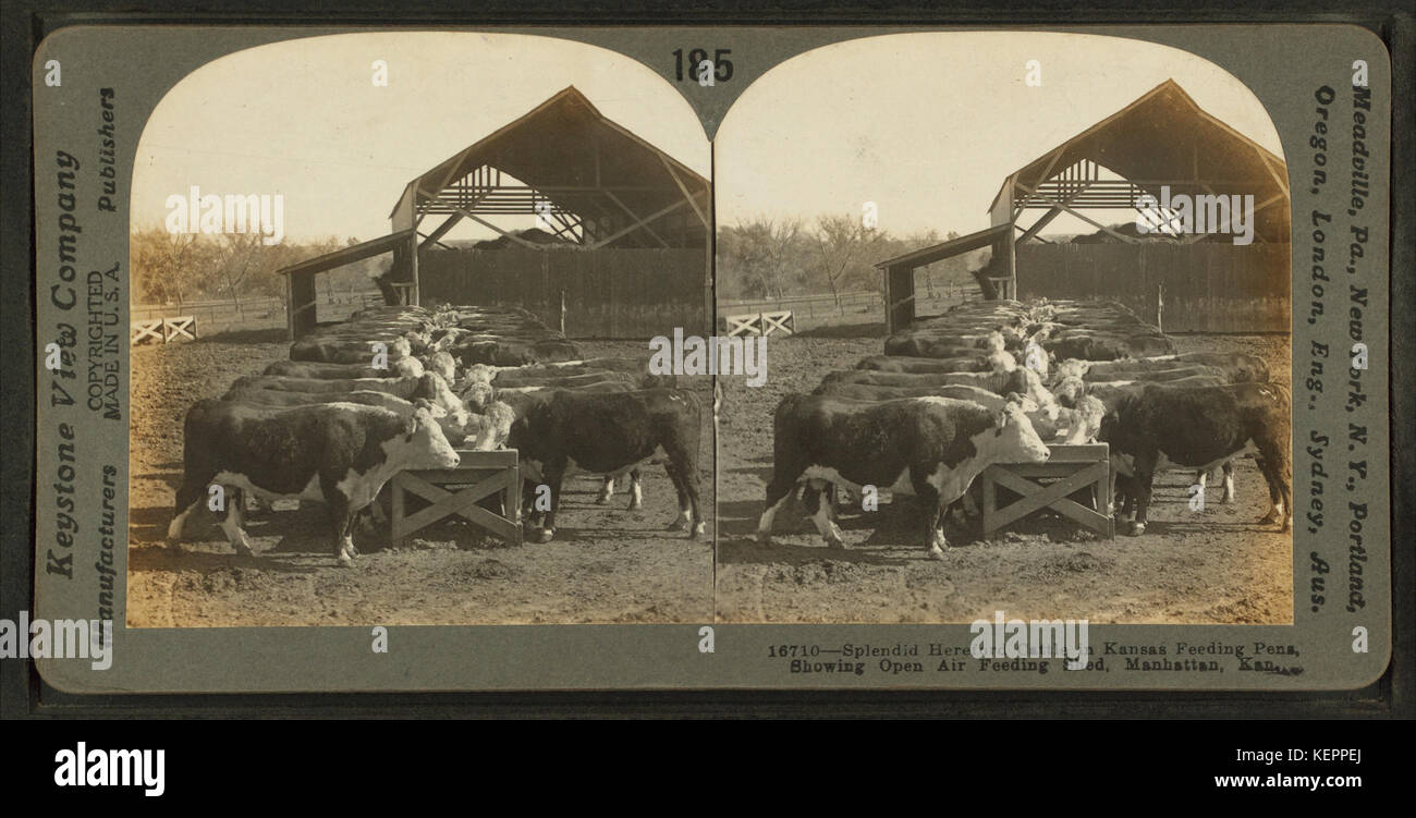 Splendid hereford cattle in Kansas feeding pens showing open air ...