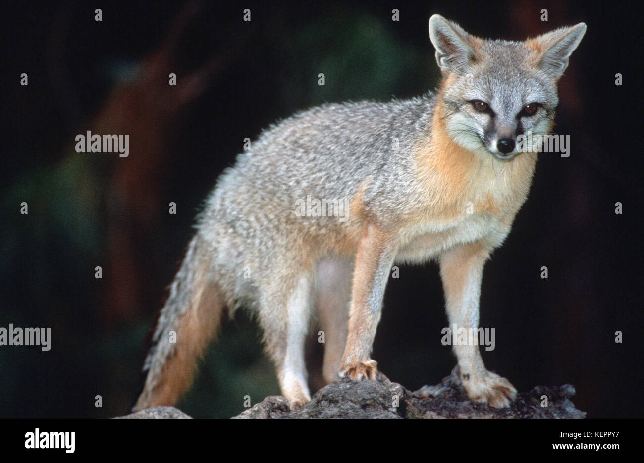 Grey Fox (Urocyon cinereoargenteus Stock Photo - Alamy