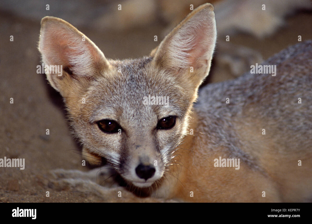 Kit fox california hi-res stock photography and images - Alamy
