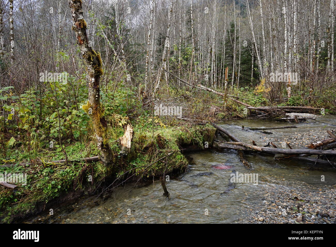 Undercut streambank hi-res stock photography and images - Alamy