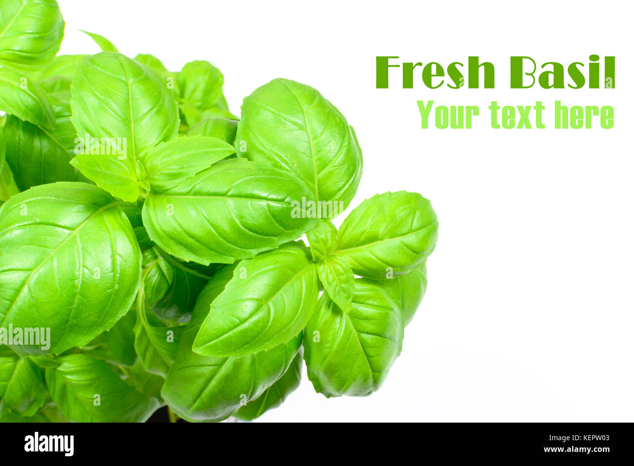 Closeup of fresh basil leaves isolated on a white background with copy ...