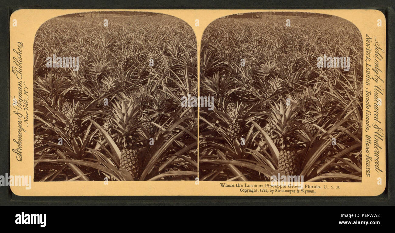 Where the luscious pineapple grows, Florida, U.S.A, from Robert N ...