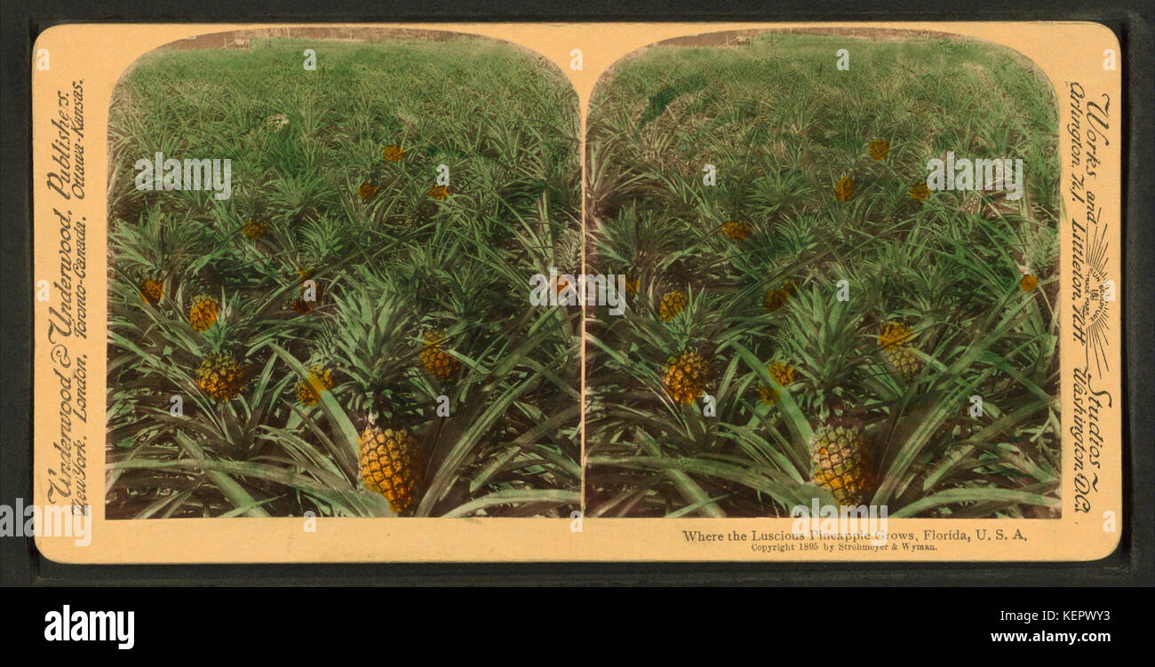 Where the luscious pineapple grows, Florida, U.S.A. (Color view.), by ...