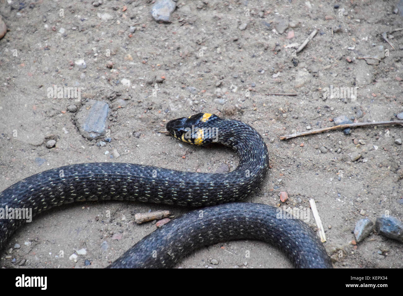 Grass snake, crawling along the ground. Non-poisonous snake. Frightened ...