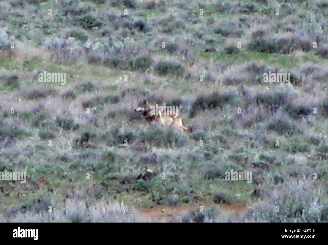 Wolf OR7 DFG Shinn Stock Photo - Alamy