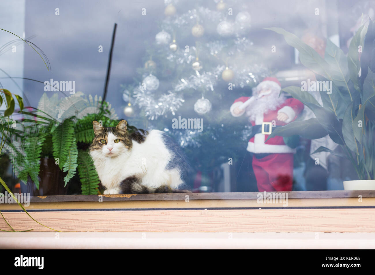 Cat with christmas tree and santa claus figure behind a store window in ...