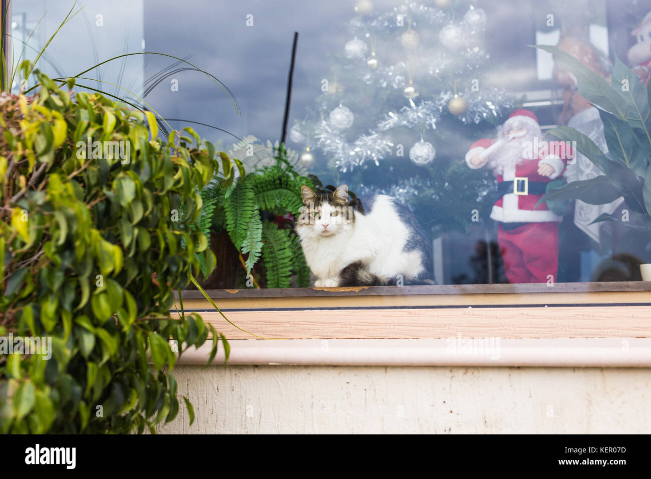 Cat with christmas tree and santa claus figure behind a store window in ...