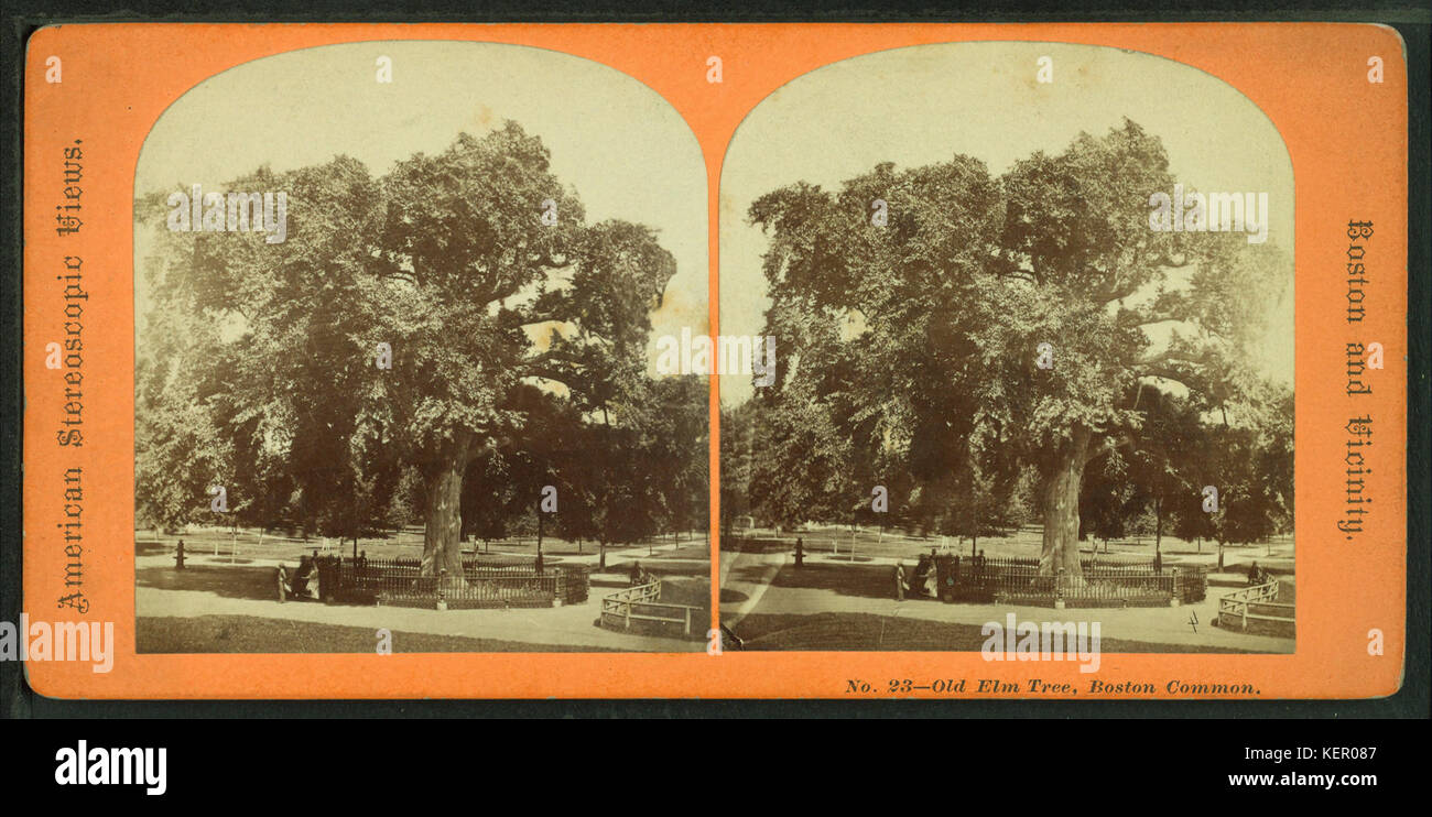 Old elm tree, Boston Common, from Robert N. Dennis collection of ...
