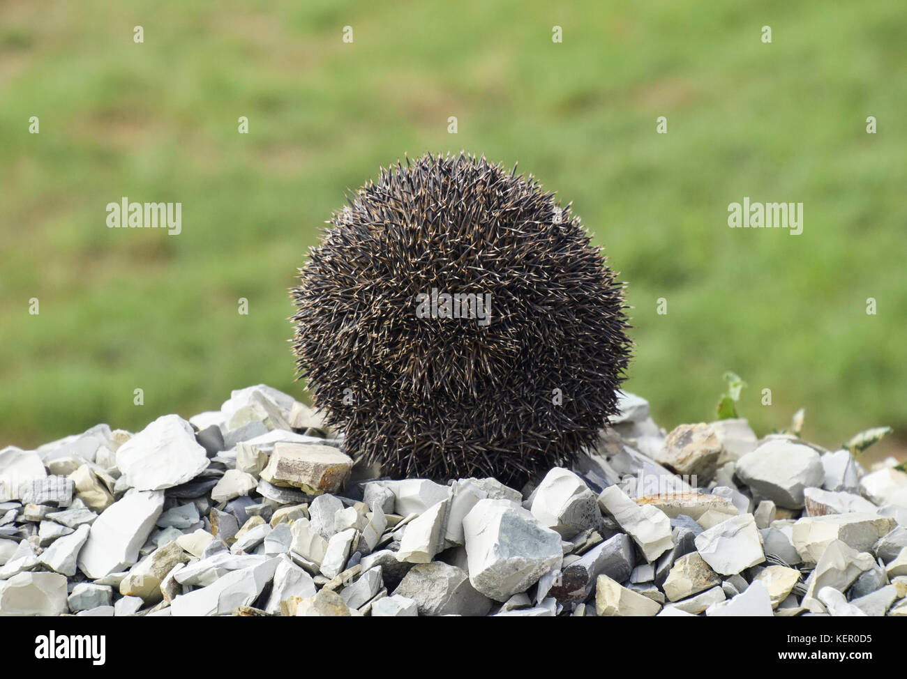 Hedgehog on a pile of rubble. Hedgehog curled up into a ball Stock ...