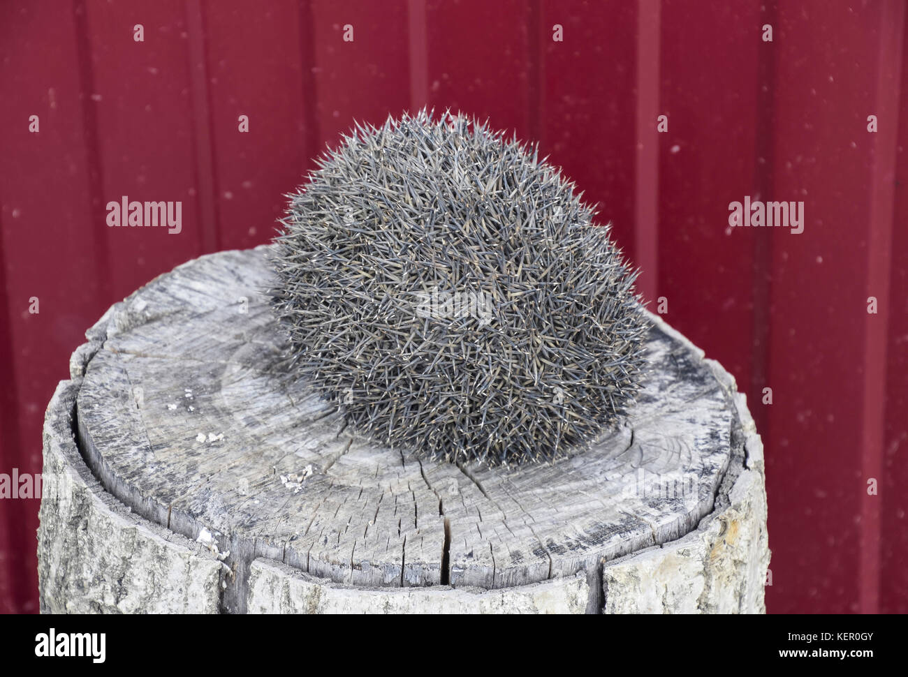Hedgehog on the tree stump. Hedgehog curled up into a ball Stock Photo ...