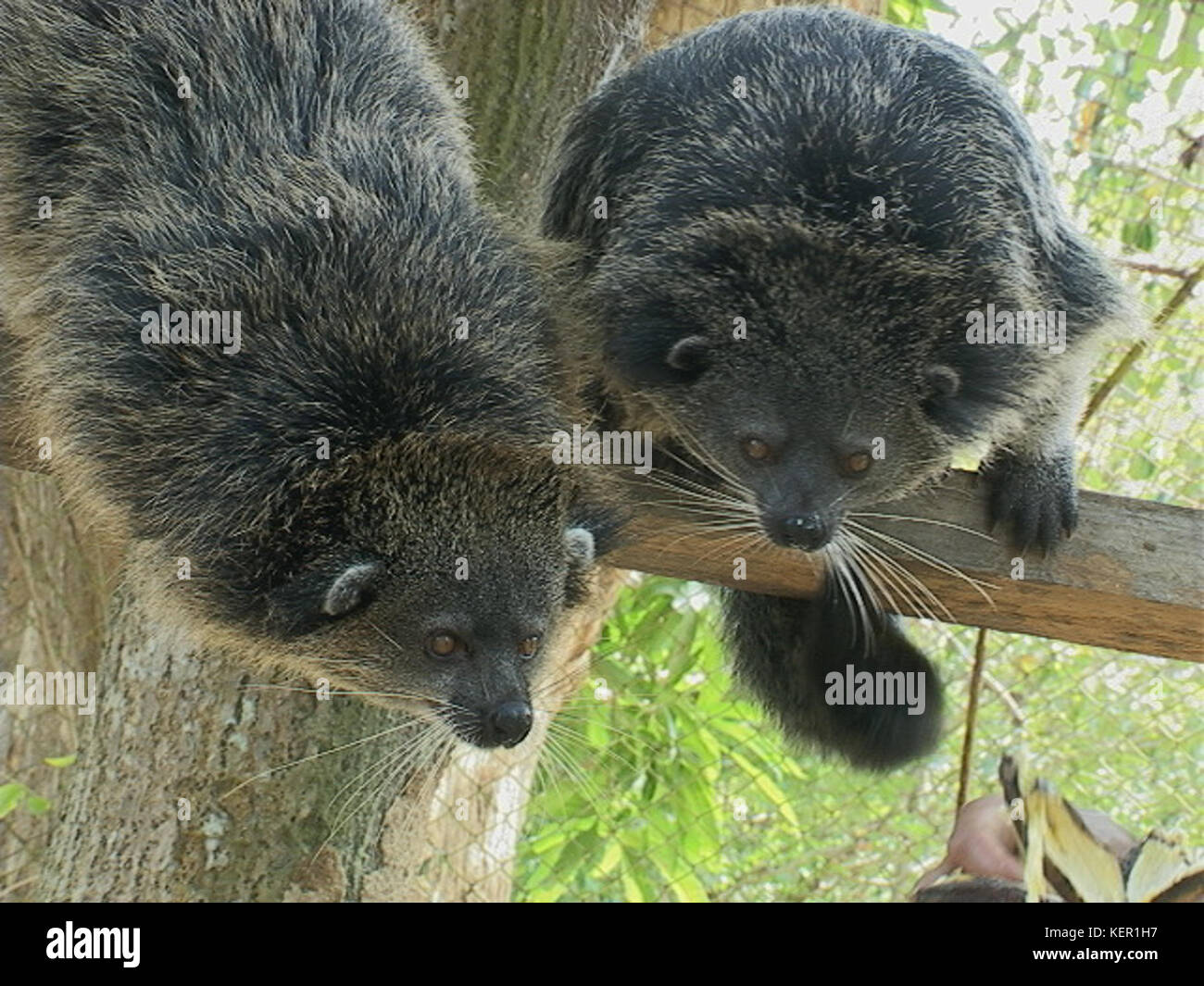Palawan bearcat hi-res stock photography and images - Alamy