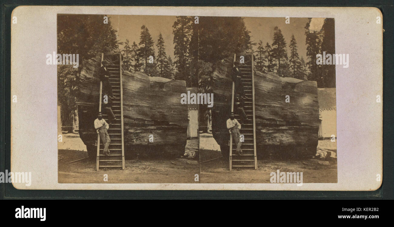 Section of the Original Big Tree, 92 ft. in circumference, by E. & H.T ...