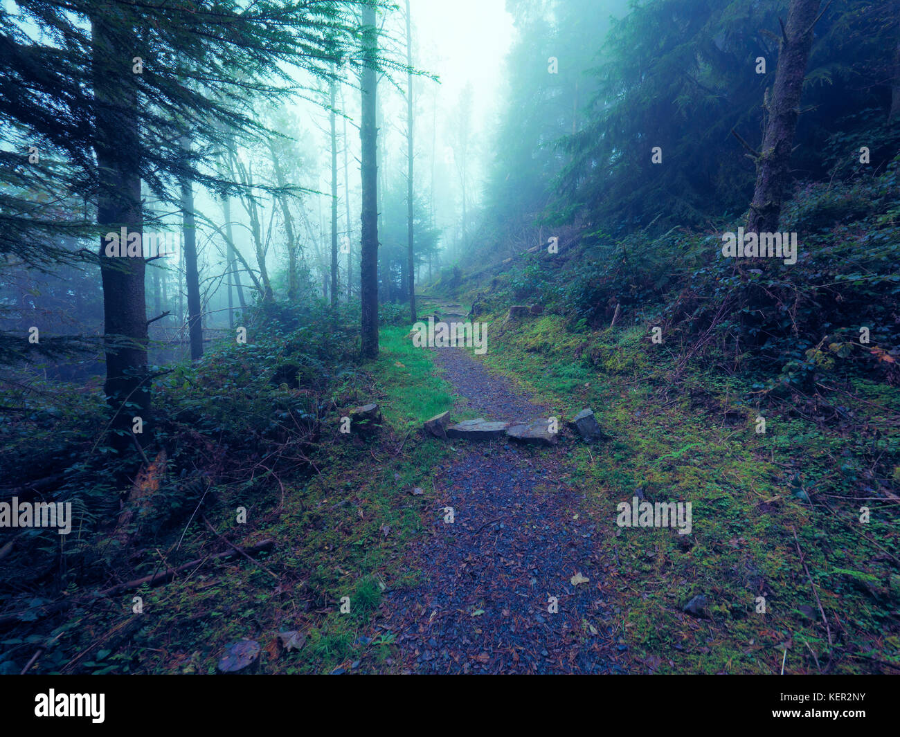 foggy forest morning,Northern Ireland Stock Photo - Alamy