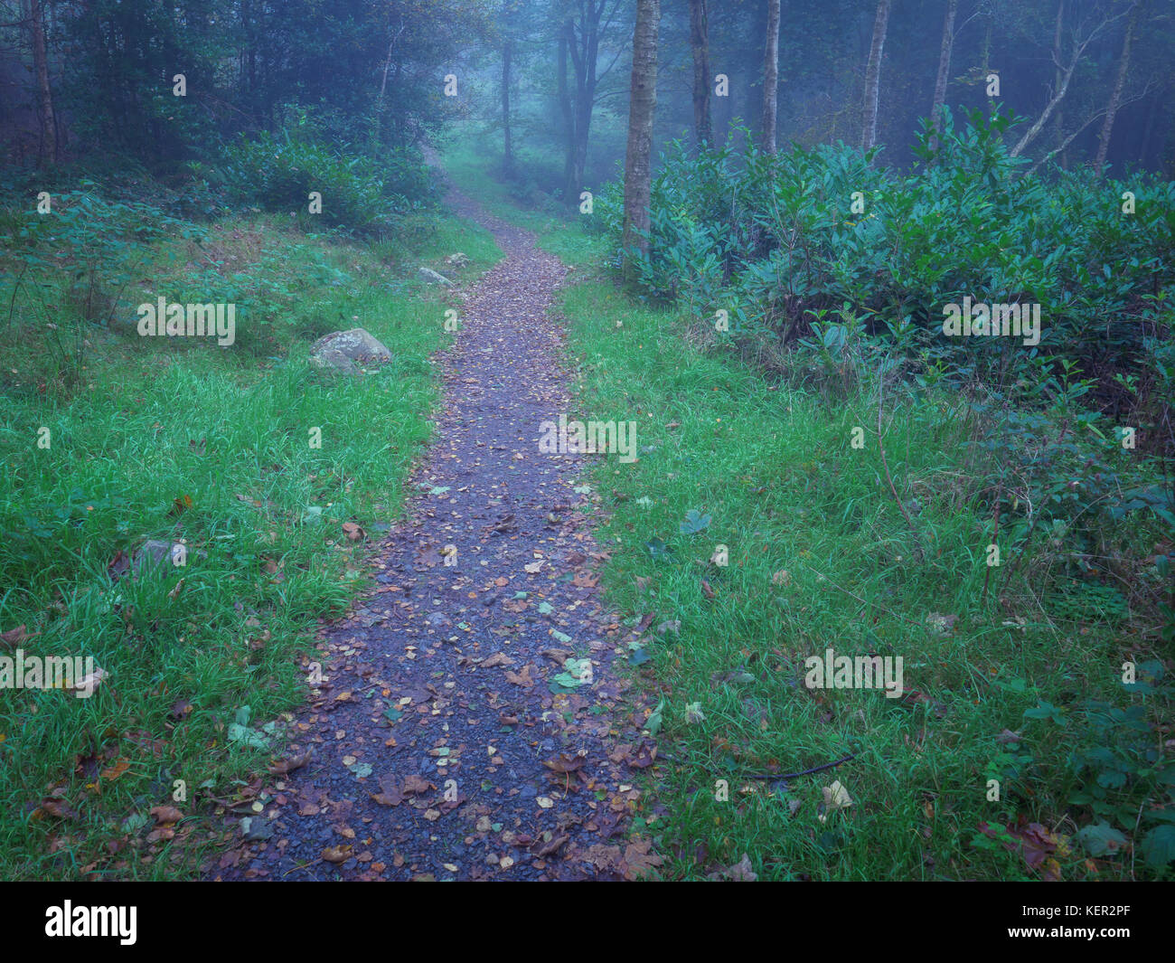 foggy forest morning,Northern Ireland Stock Photo - Alamy