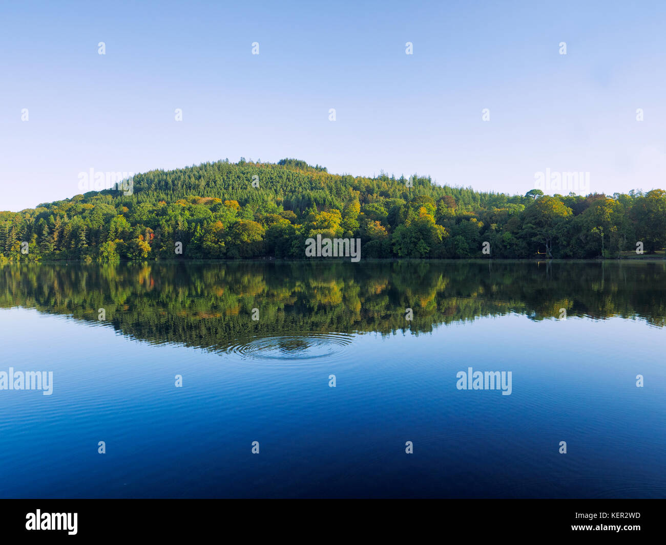 Early Autumn forest morning,Northern Ireland Stock Photo - Alamy